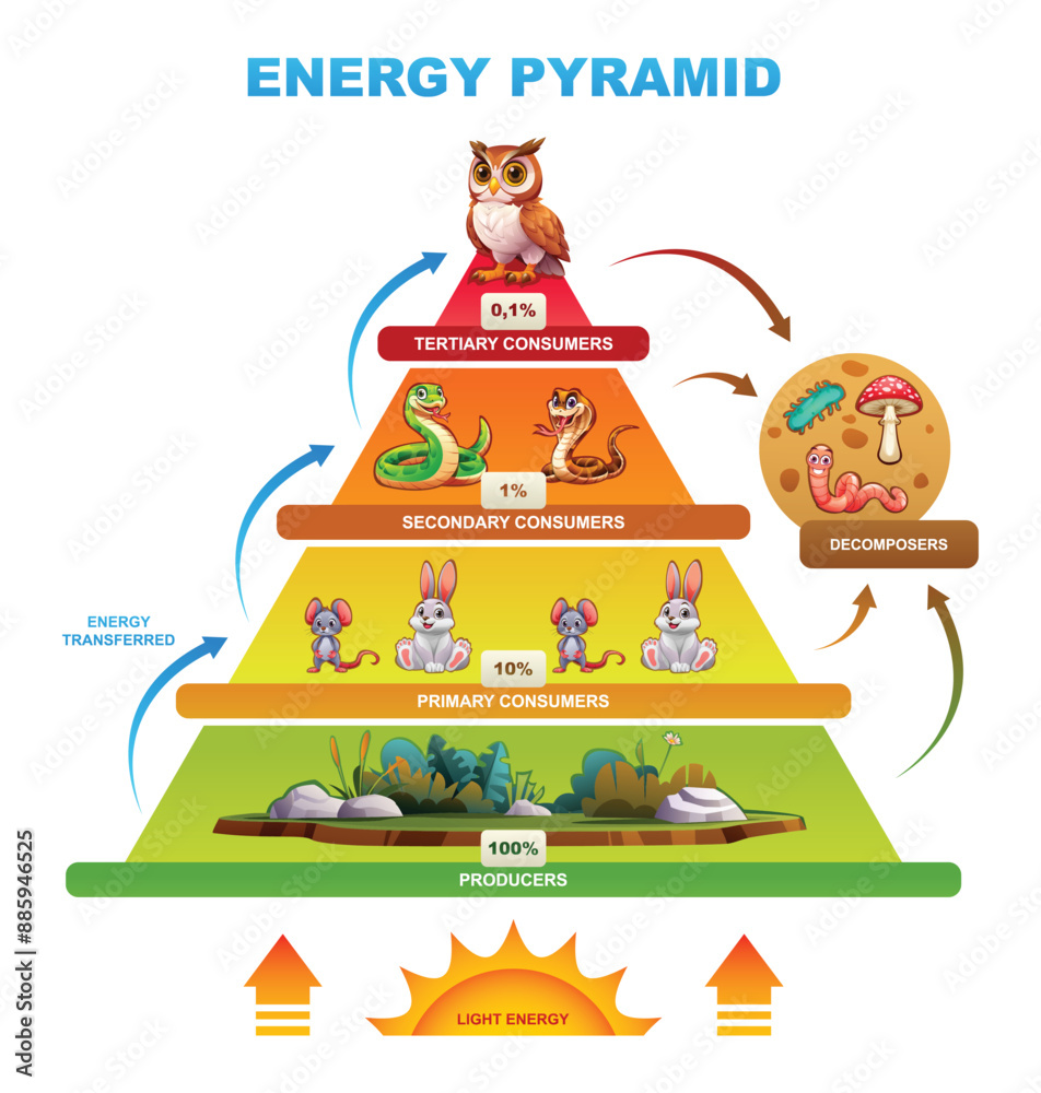 Energy pyramid illustrating the flow of energy through an ecosystem ...