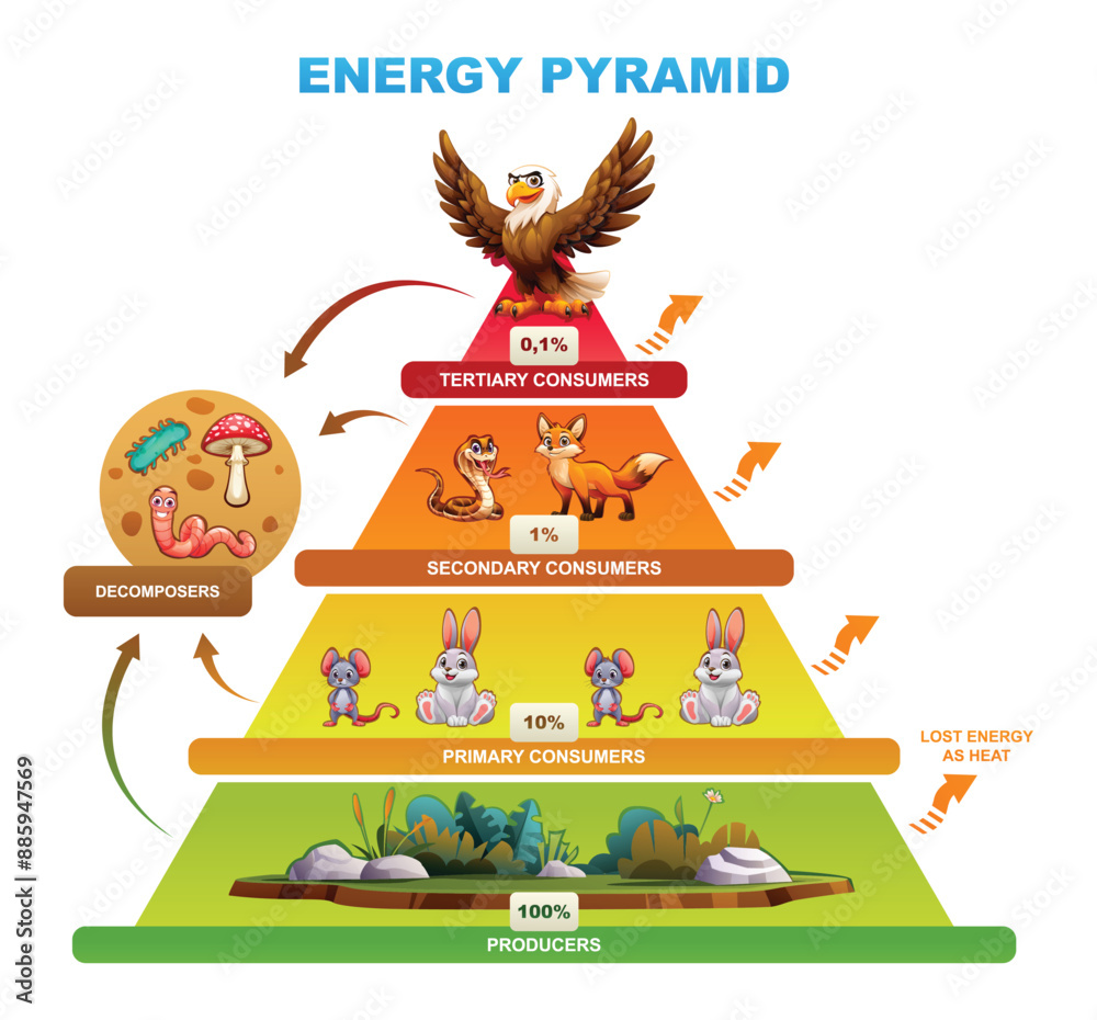 Energy pyramid demonstrating energy distribution across trophic levels ...