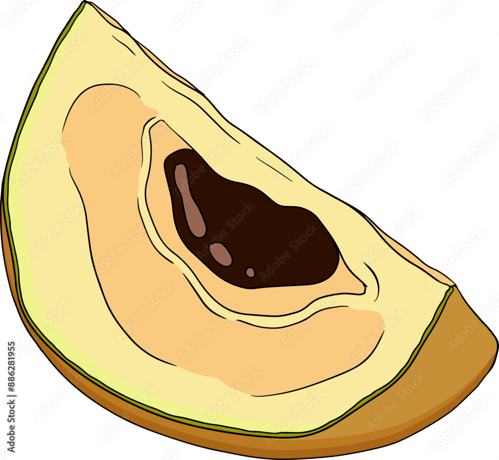 Chiku elements. Sapodilla naseberry pouteria colored fruits. Vector ...