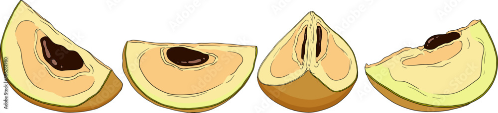 Chiku elements. Sapodilla naseberry pouteria colored fruits. Vector ...