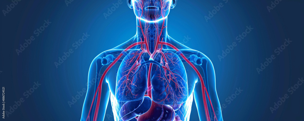 A detailed and visually striking image of the human circulatory system ...