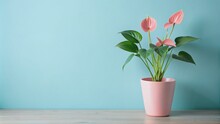 Pink Potted Flower Background Free Stock Photo - Public Domain Pictures