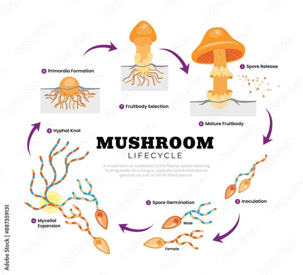Mushroom anatomy life cycle stages diagram, vector illustration labeled ...