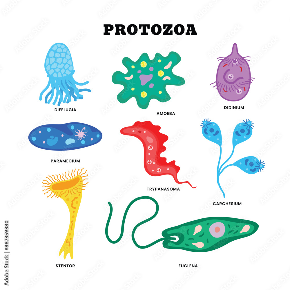 Vector de Stock Protozoa division collection as single cell eukaryote ...