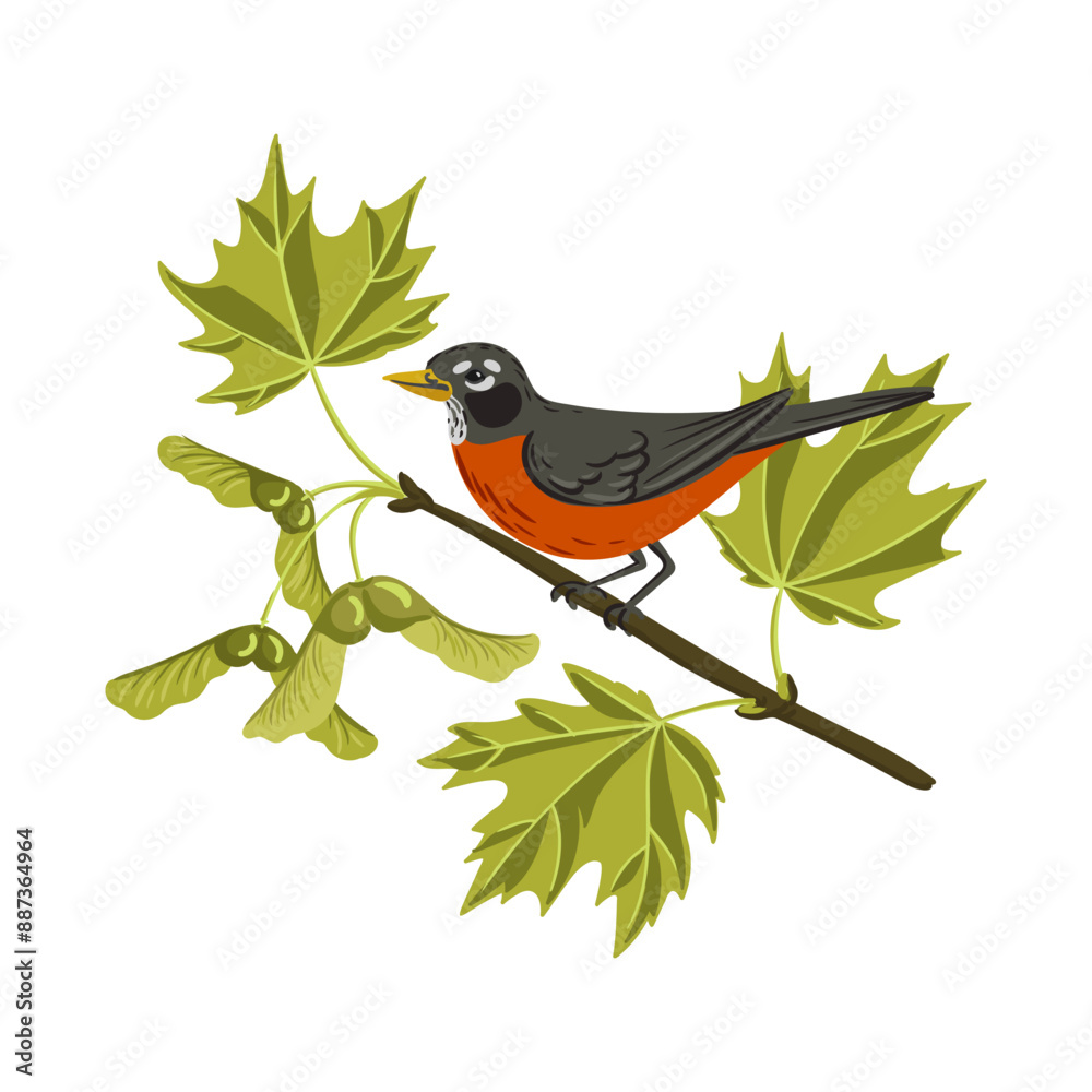 vector drawing birds, hand drawn American robin sitting at tree branch ...