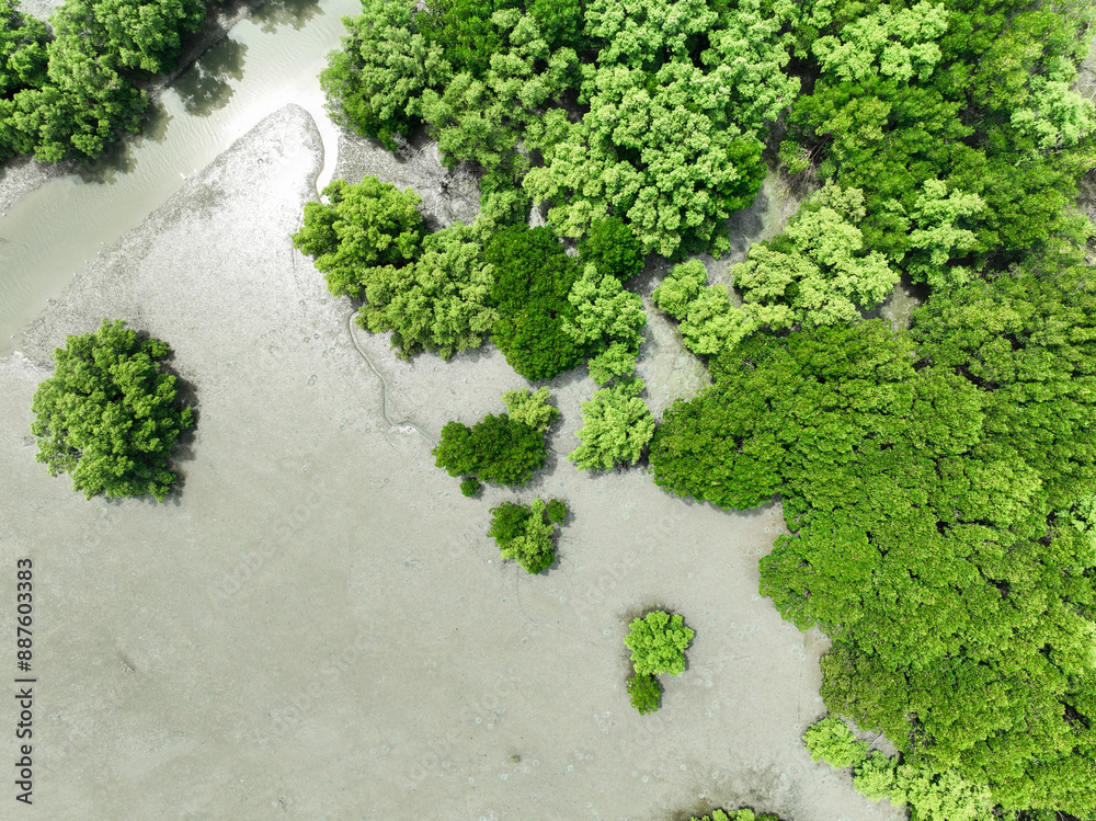 Aerial top view of green mangrove forest. Mangrove ecosystem. Natural ...