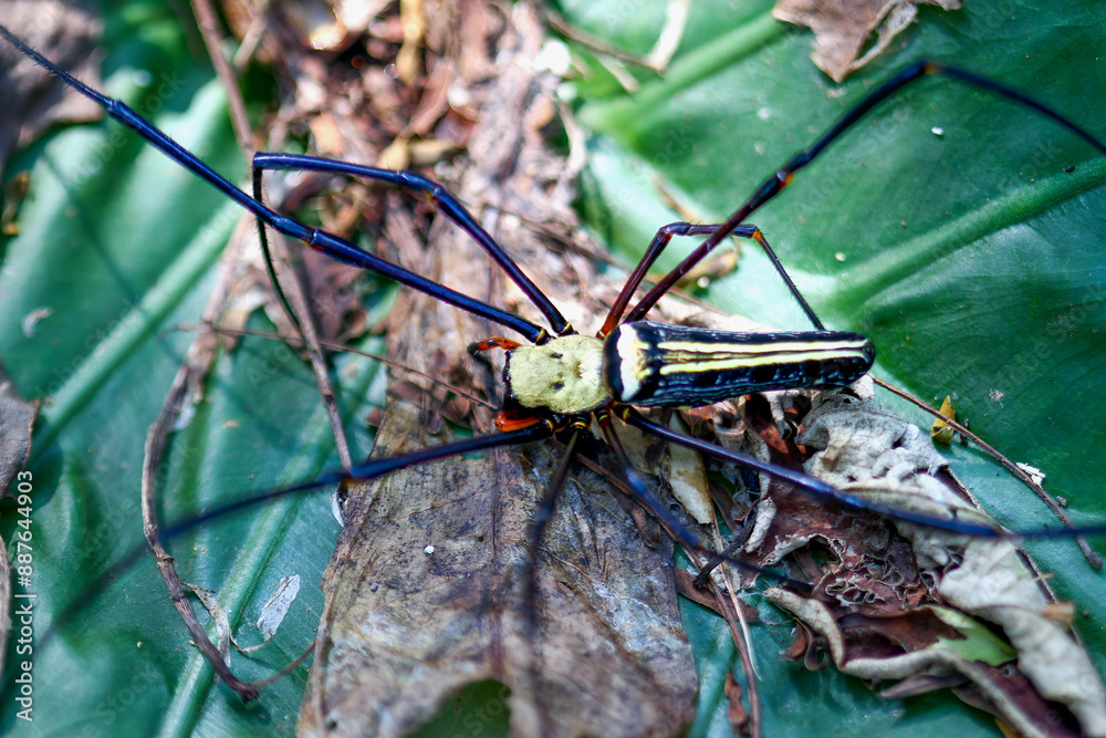 Detailed capture of a Giant Wood Spider consuming its prey on a ...