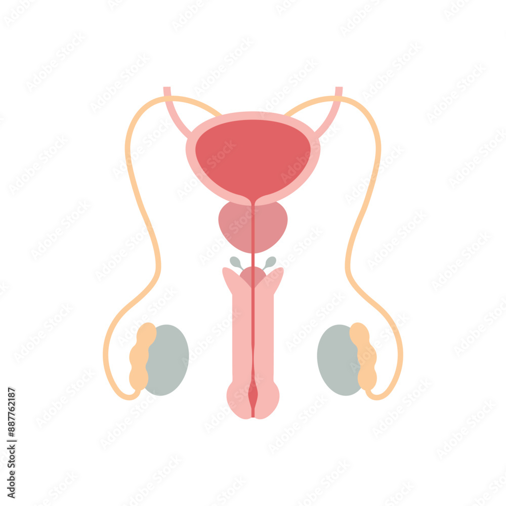 Male Reproductive System Anatomically Correct Reproductive Organs With 6711