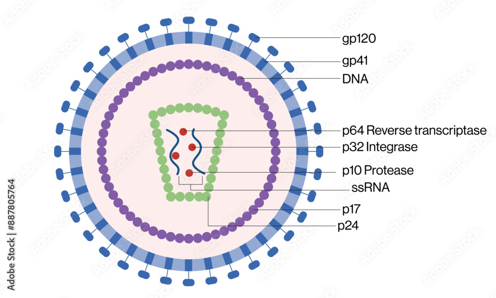 Detailed Vector Illustration of HIV Structure on White Background ...