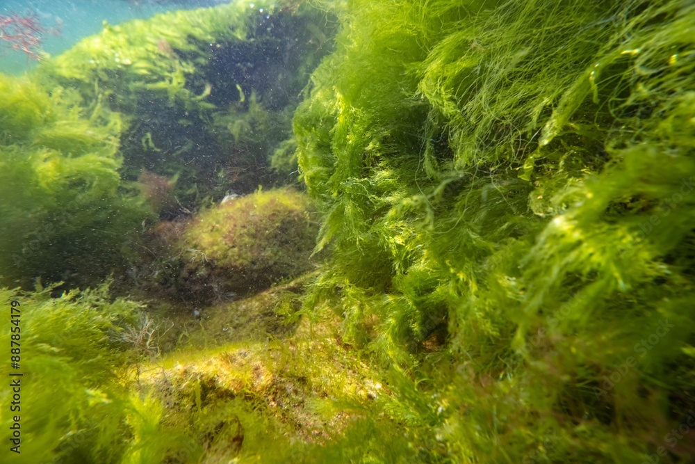 green cladophora algae, coquina stone rockpool, littoral zone ...