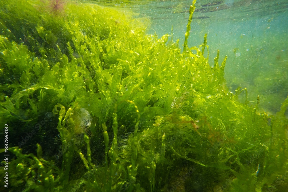 ulva, cladophora algae thicket on stone, Black sea brackish biotope ...