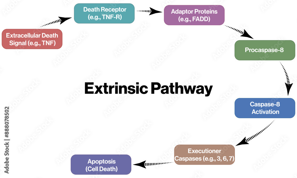 Detailed Flowchart of Extrinsic Apoptosis Pathway in White Background ...