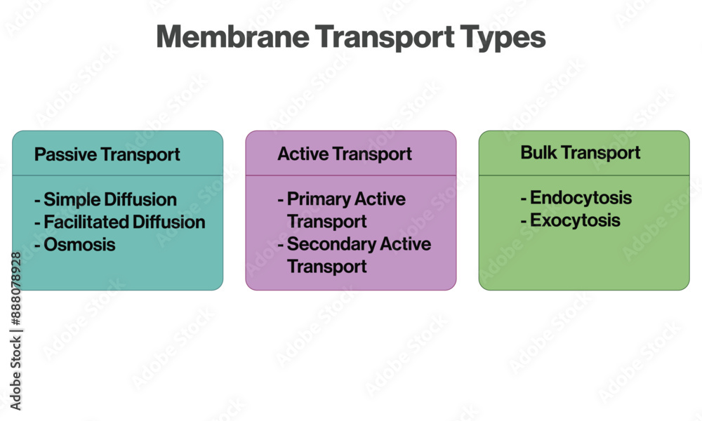 Membrane Transport Mechanisms Flowchart Vector Illustration With White