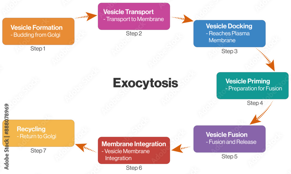 Vector Diagram of Exocytosis Pathway, Brief Flowchart for Science on ...