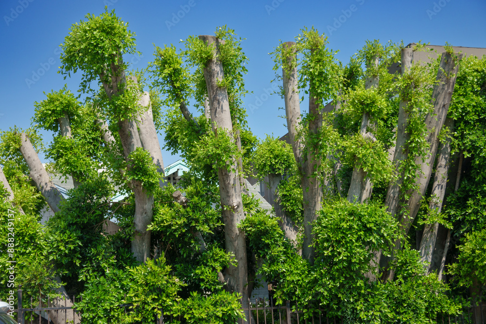 Tall trimmed trees with fresh green leaves sprouting from tree trunks ...