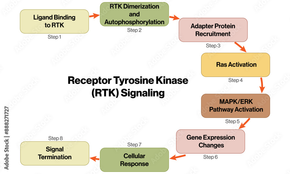 Vector Diagram of Receptor Tyrosine Kinase Signaling Pathway, Brief ...