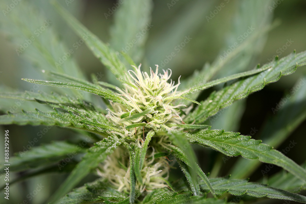 Cannabis blossom close up modern high quality print medical marihuana ...