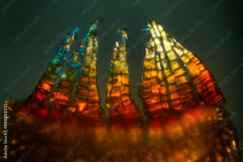 Peristome of a moss, Dicranum fulvum, with polarization at 200x. Stock ...