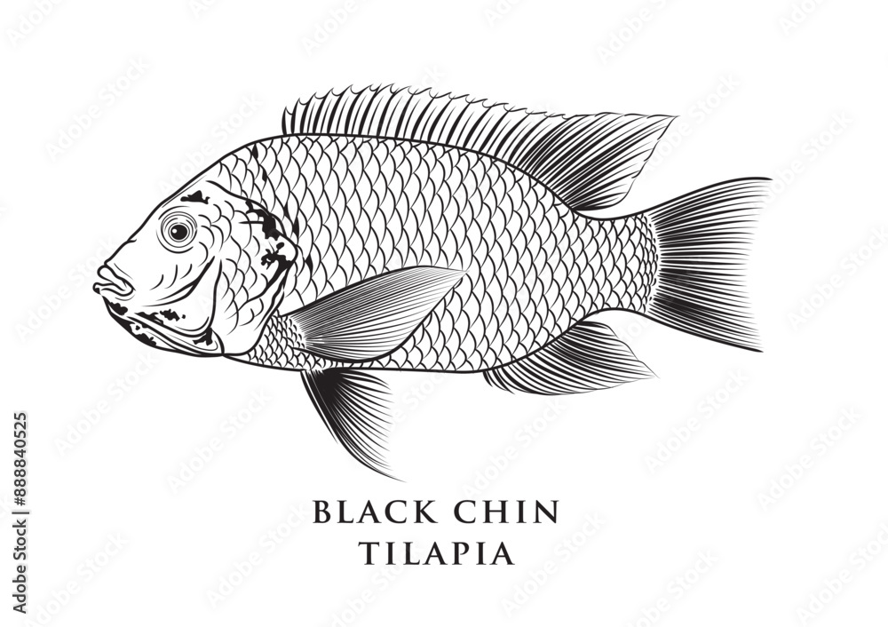 Vector line drawing of black chin tilapia fish. Black line drawing ...