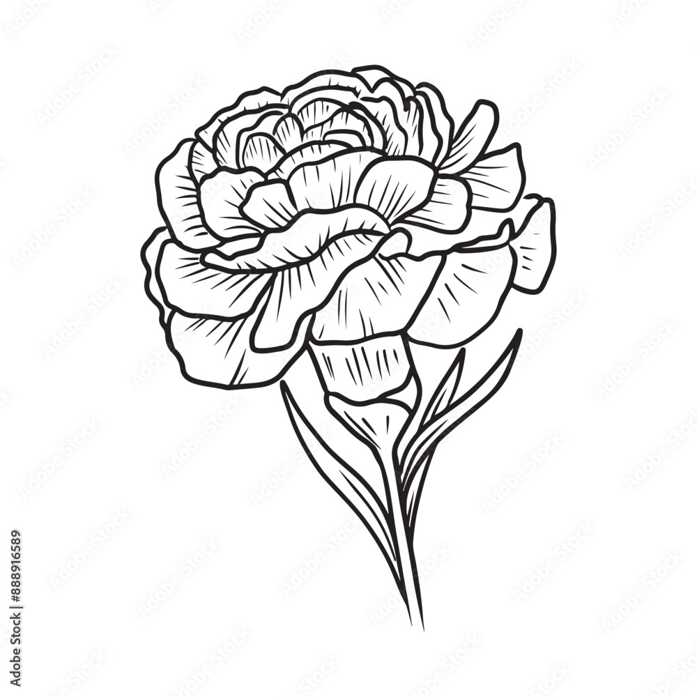 Beautiful carnation flower in black isolated on white background. Hand ...