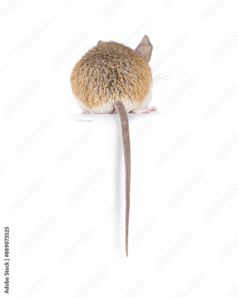 Cute light brown Cairo spiny mouse aka acomys cahirinus, sitting ...