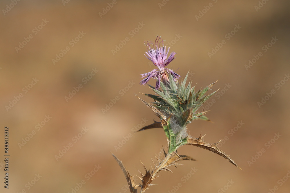 Carthamus glaucus, the glaucous star thistle, is a species of plant in ...