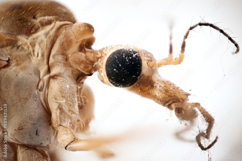 Extremely close up photo of mosquito. Tipulidae crane fly. Detailed ...