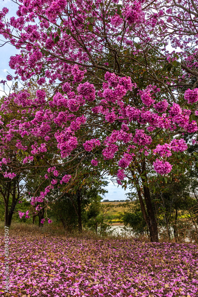 Pink Ipe with scientific name Handroanthus heptaphyllus in Brazil ...