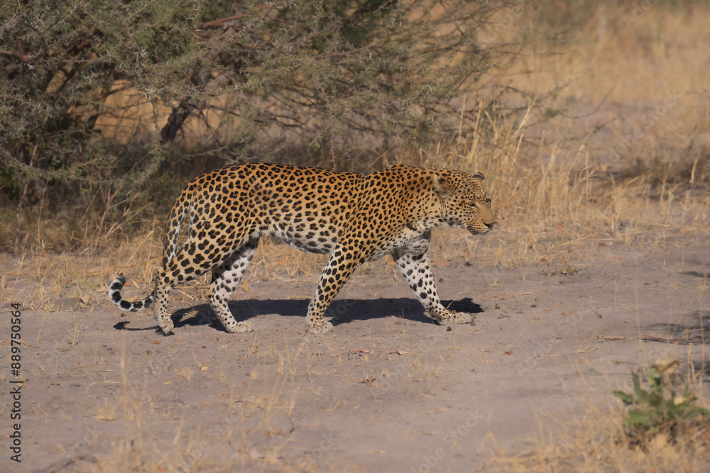 Africa wildlife. Panthera leopard, Panthera pardus, levhart, predator ...