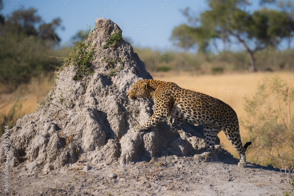 Africa wildlife. Panthera leopard, Panthera pardus, levhart, predator ...