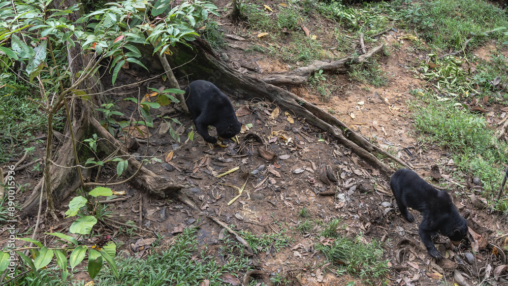 Two biruangs Helarctos malayanus are feeding. Sun bears eat fruits ...