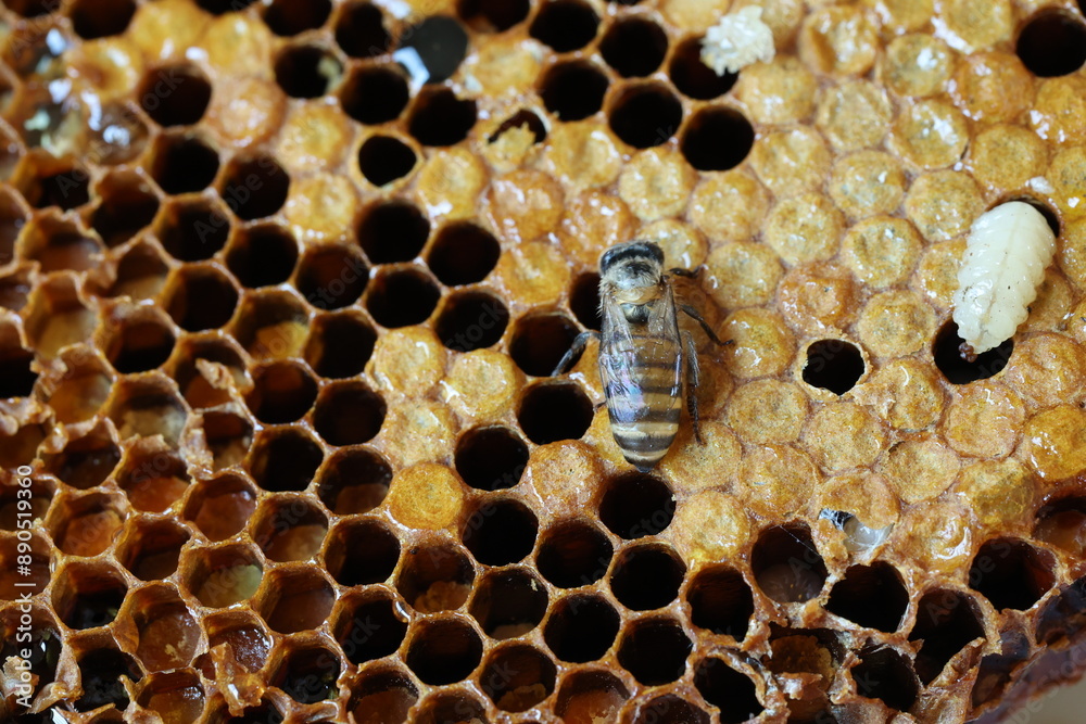 Bee, Honey, bee larvae, Larvae, honeycomb Stock Photo | Adobe Stock