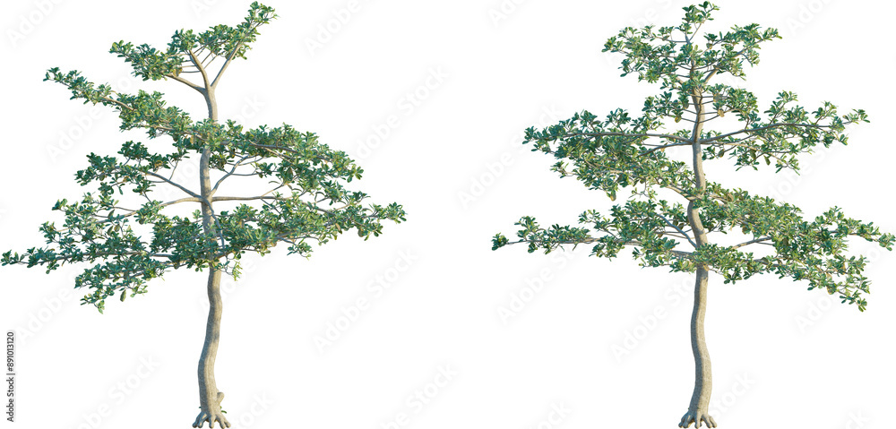 Terminalia tree 4k png cutout Stock Illustration | Adobe Stock