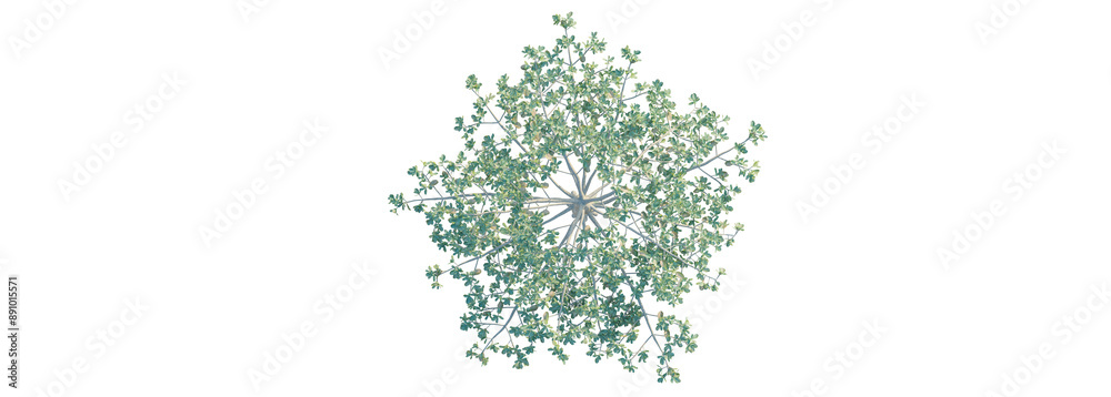 Terminalia tree plan top view 4k png cutout Stock Illustration | Adobe ...