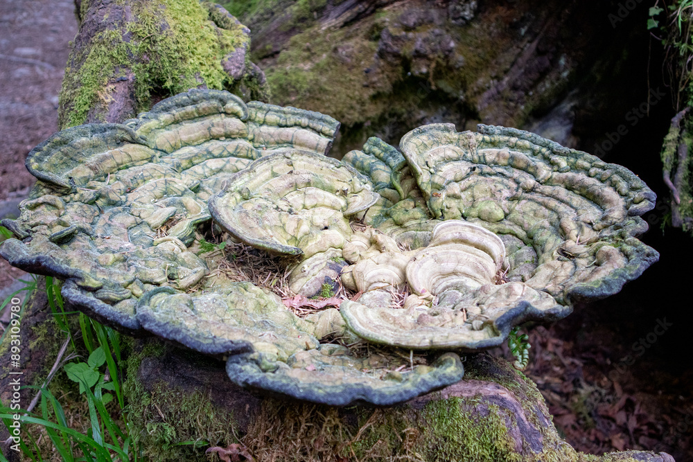 Large Bracket Fungus grows on a fallen tree in Olympic National Park ...