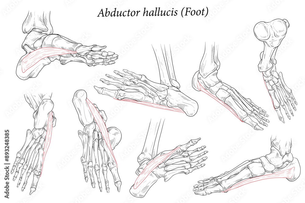Medical illustration of Abductor Hallucis muscle foot, oblique side ...