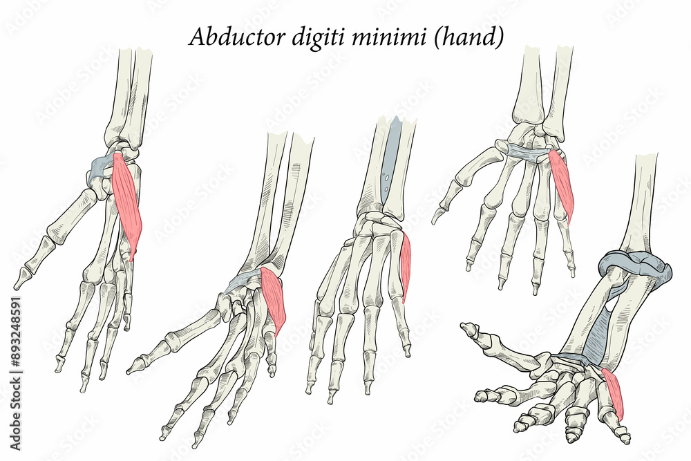 Medical illustration of the superficial muscle of the hand and is ...