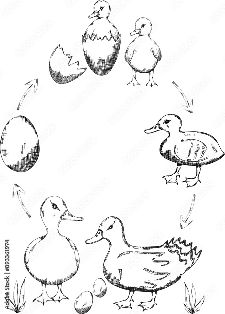 Graphic farm duck life cycle illustration, vector animal growth stage ...