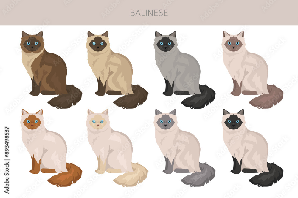 Balinese cat, Long haired Siamese clipart. All coat colors set. All cat ...