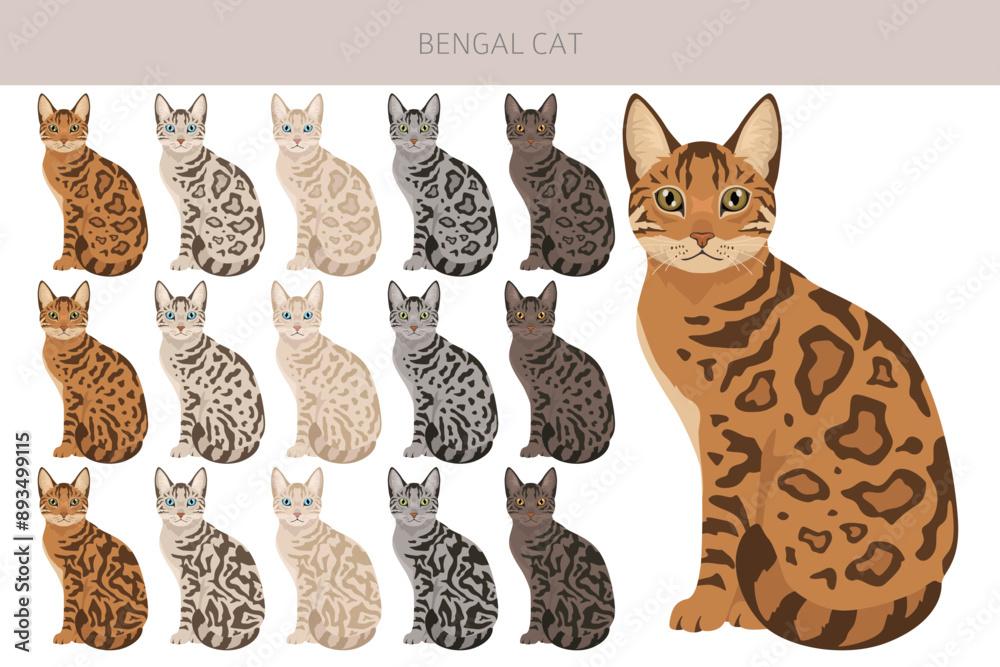 Bengal Cat clipart. All coat colors set. All cat breeds characteristics ...