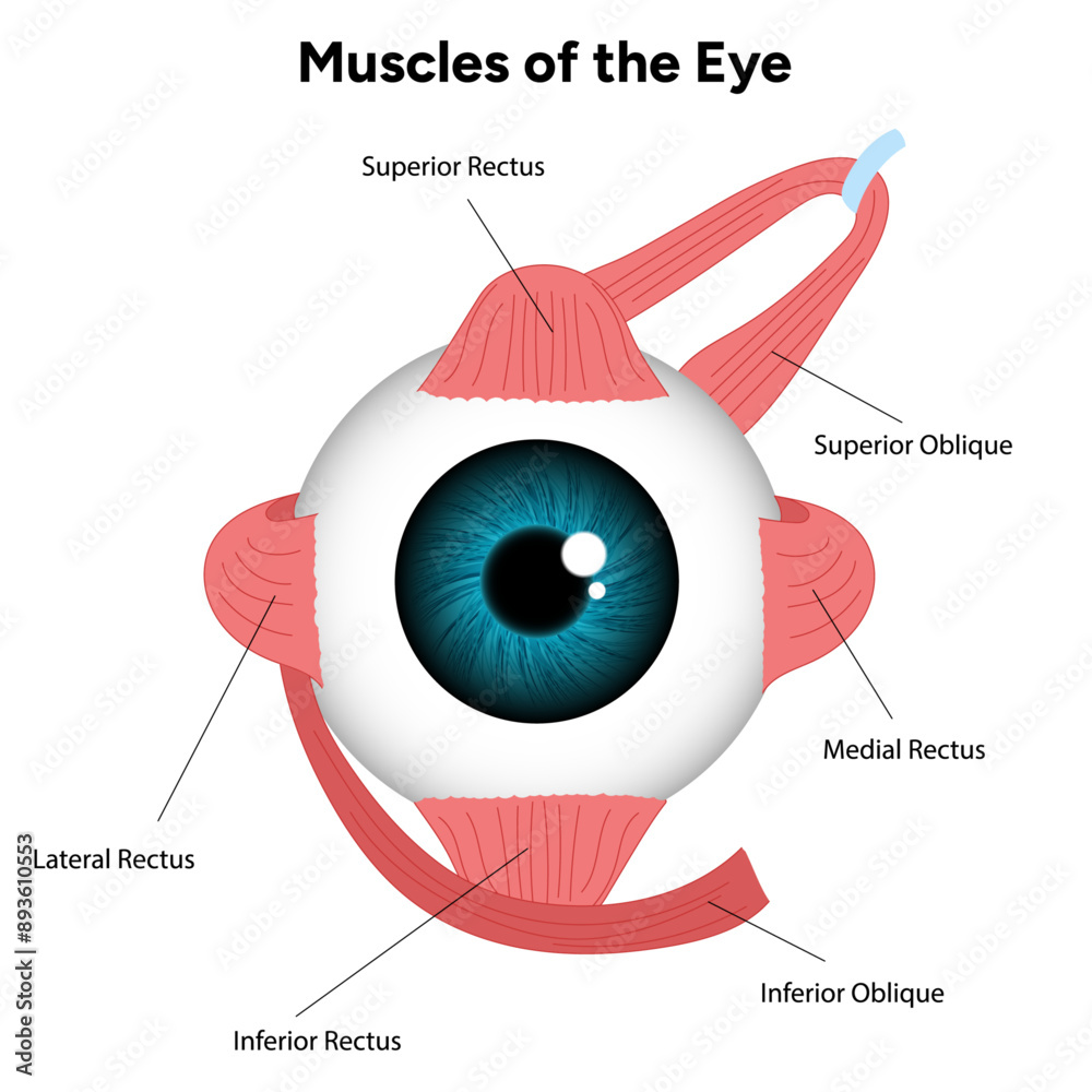 Muscles of the eye diagram medical infographic Stock Vector | Adobe Stock