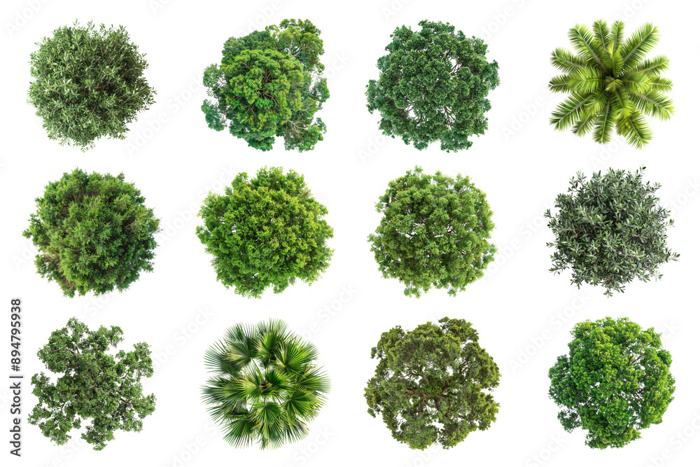 PNG tree top view, transparent background Stock Photo | Adobe Stock