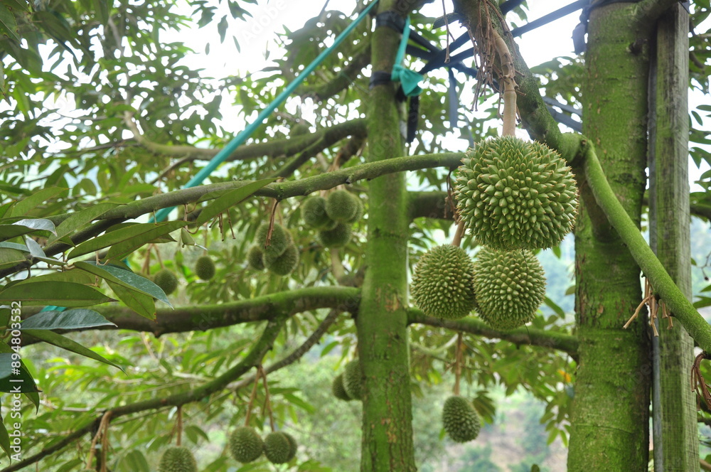 Durian Ochee Black Thorn in Malaysia Stock Photo | Adobe Stock
