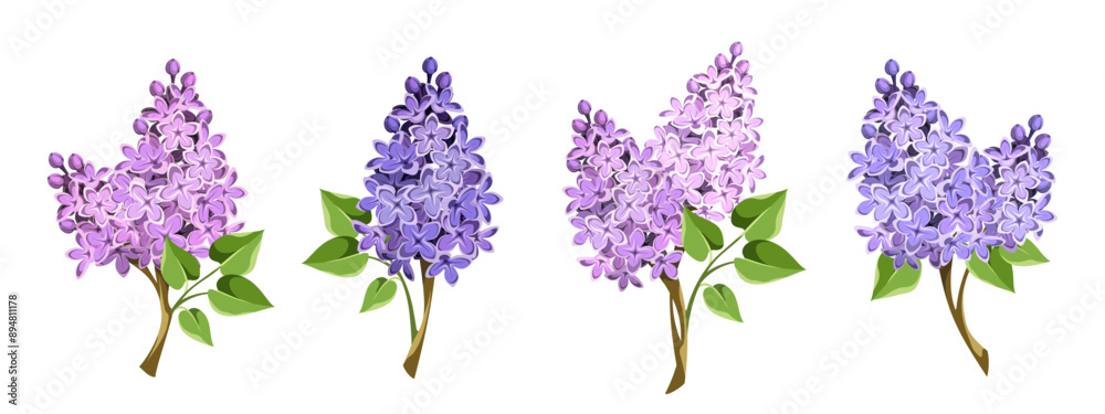 Lilac flowers. Set of lilac branches with pink and purple flowers ...