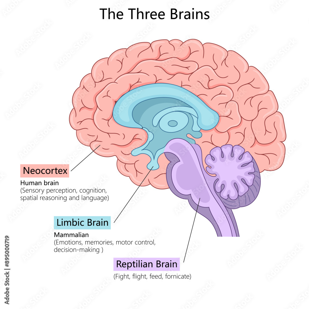 three brains neocortex, limbic brain, reptilian brain. Sensory ...