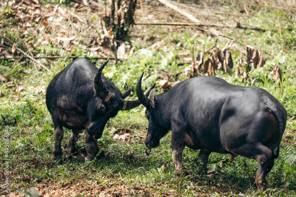 Buffalo fighting during Toraja traditional funeral rituals named Rambu ...