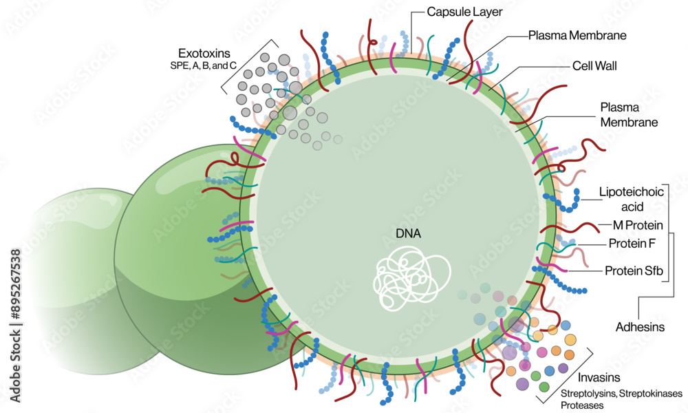 Detailed and Labeled Vector Illustration of Streptococcus pyogenes ...