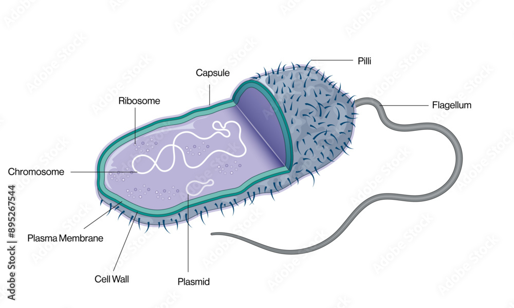 Detailed and Labeled Vector Illustration of Mycobacterium Tuberculosis Structure on White ...
