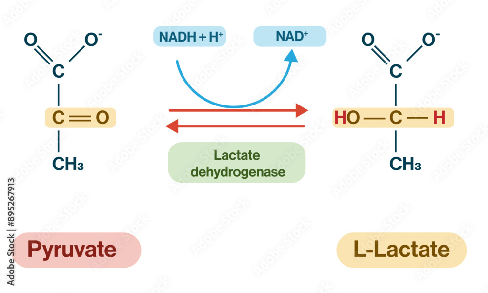 Pyruvate to Lactate Detailed Vector Illustration on White Background ...