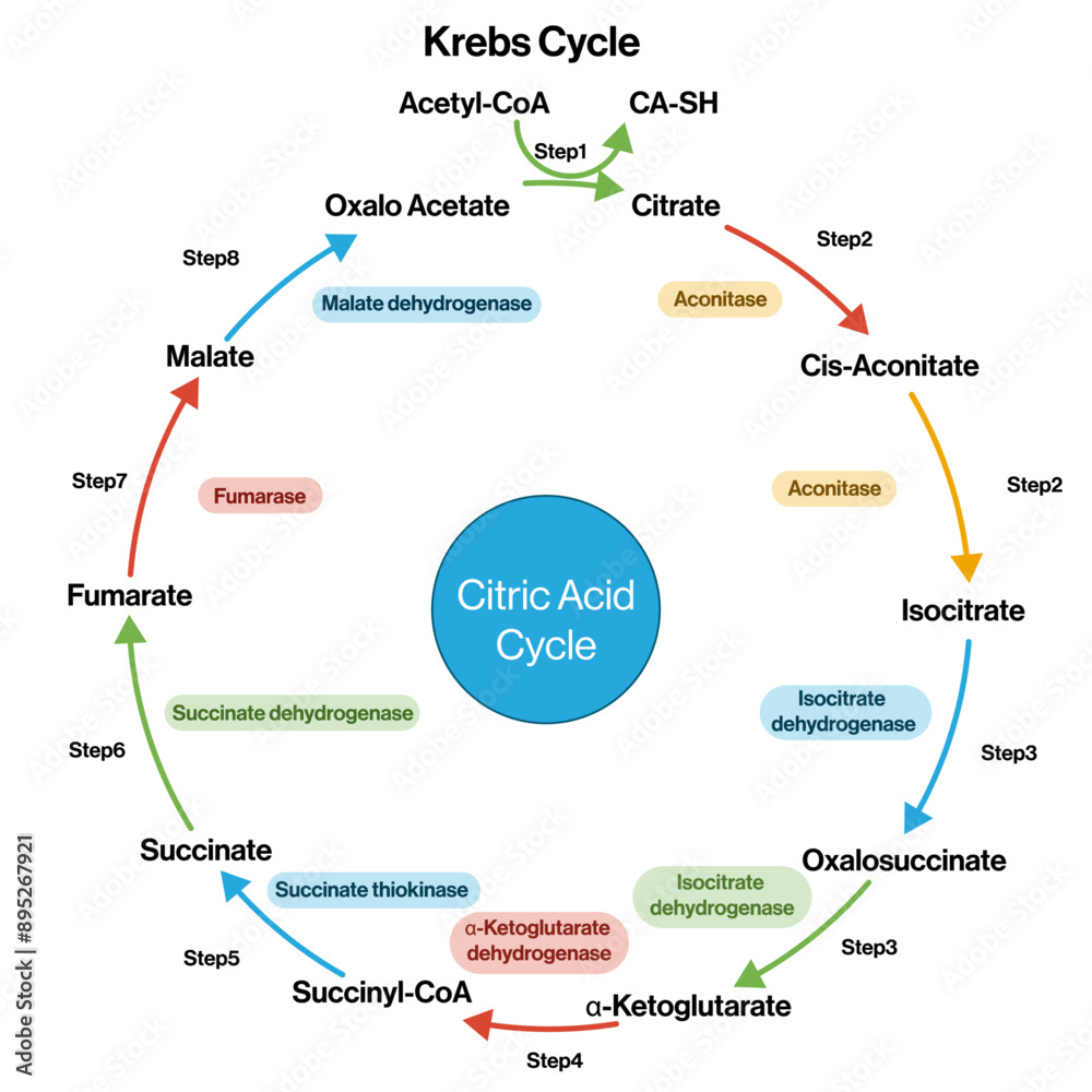 Vector de Stock TCA Cycle Detailed Vector Illustration on White ...